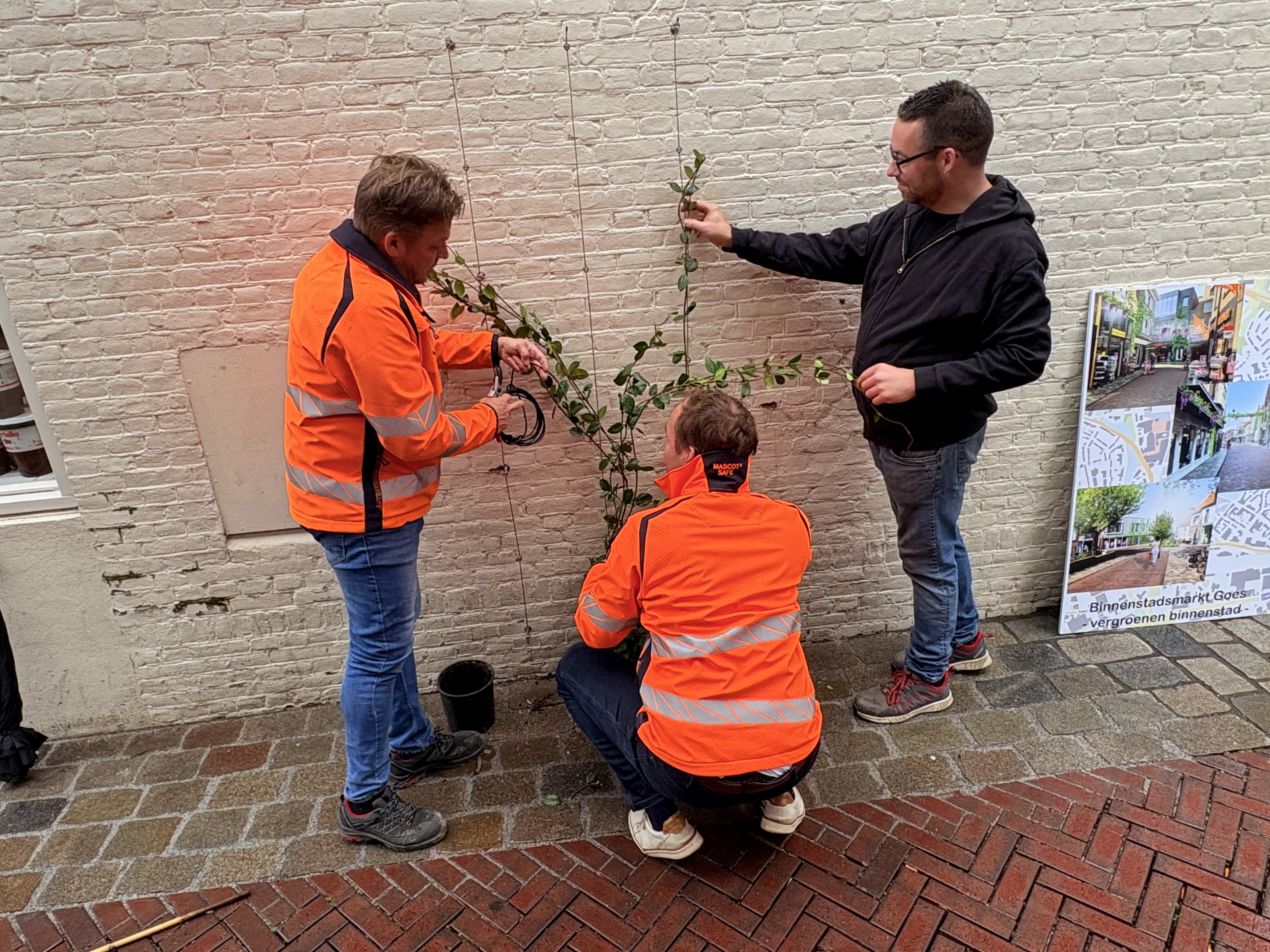 Groen in de straat: Goes plant eerste geveltuintje in binnenstad ...